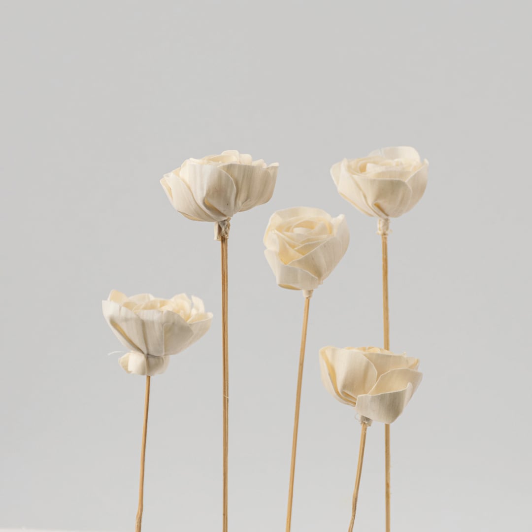 Buy Sola Shasta Natural Flower Set of 5 Online | Whispering Homes