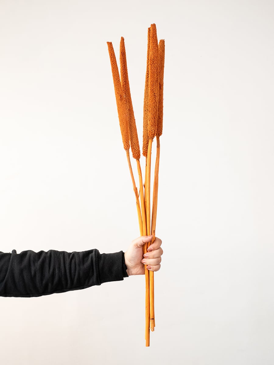 Buy Dried Grass Flowers Online India | Whispering Homes